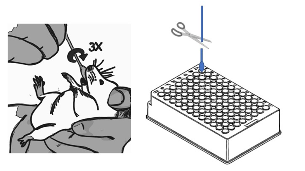 Non-Invasive Genotyping - GenoTyping Center of America